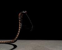 Researchers demonstrate snake venom evolution | EurekAlert!