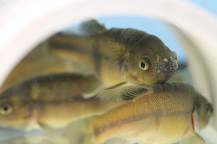 PFAS, PFAS everywhere: how pristine are labor | EurekAlert!