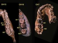 Old Classifications of Homo Need a Fre | EurekAlert!