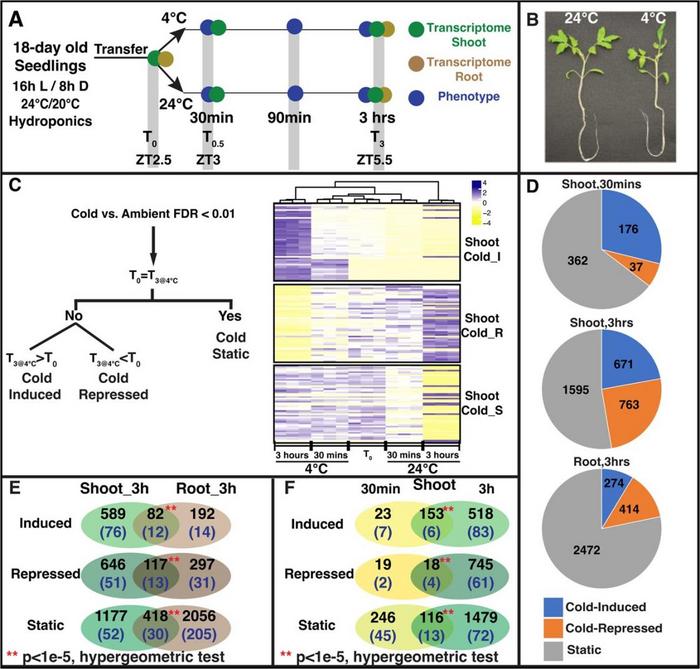 Unlocking the secrets of cold tolerance: a de | EurekAlert!