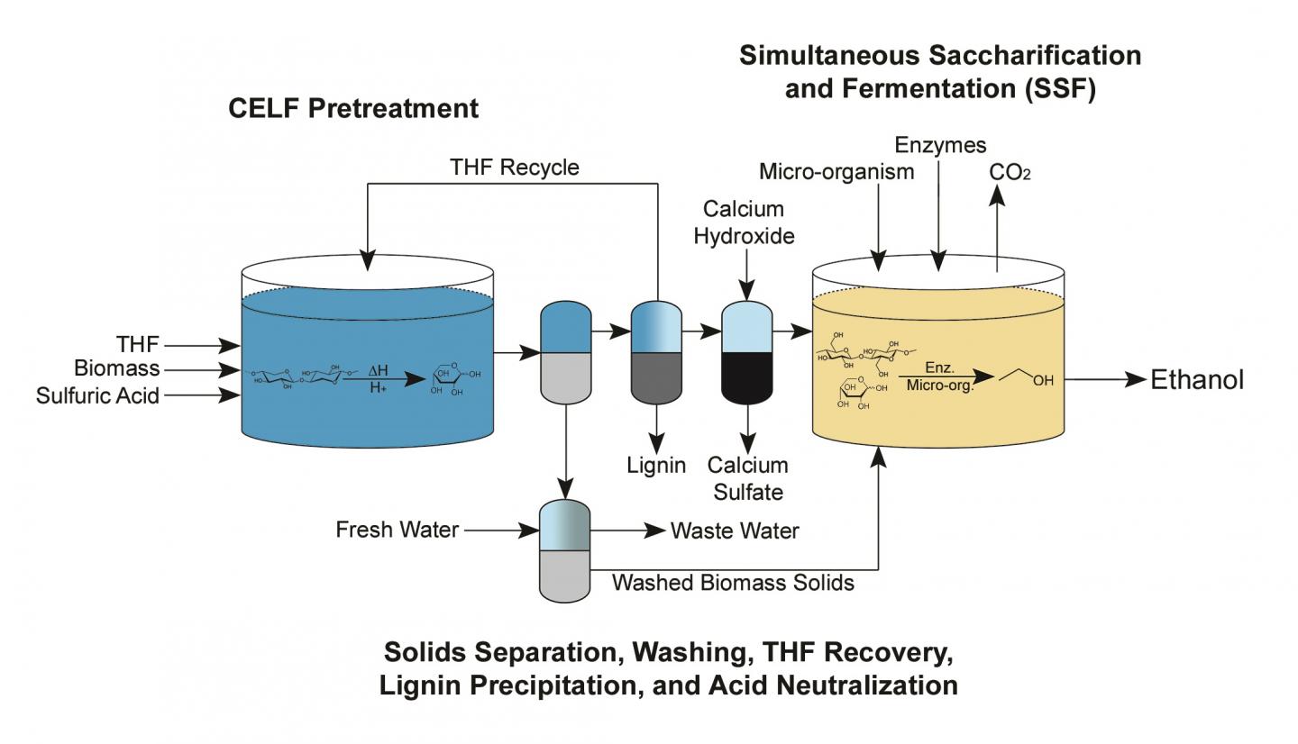 CELF Process Diagram [IMAGE] | EurekAlert! Science News Releases
