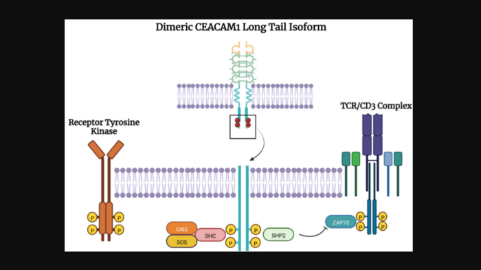 Genes & Cancer | CEACAMS 1, 5, and 6 in disea | EurekAlert!
