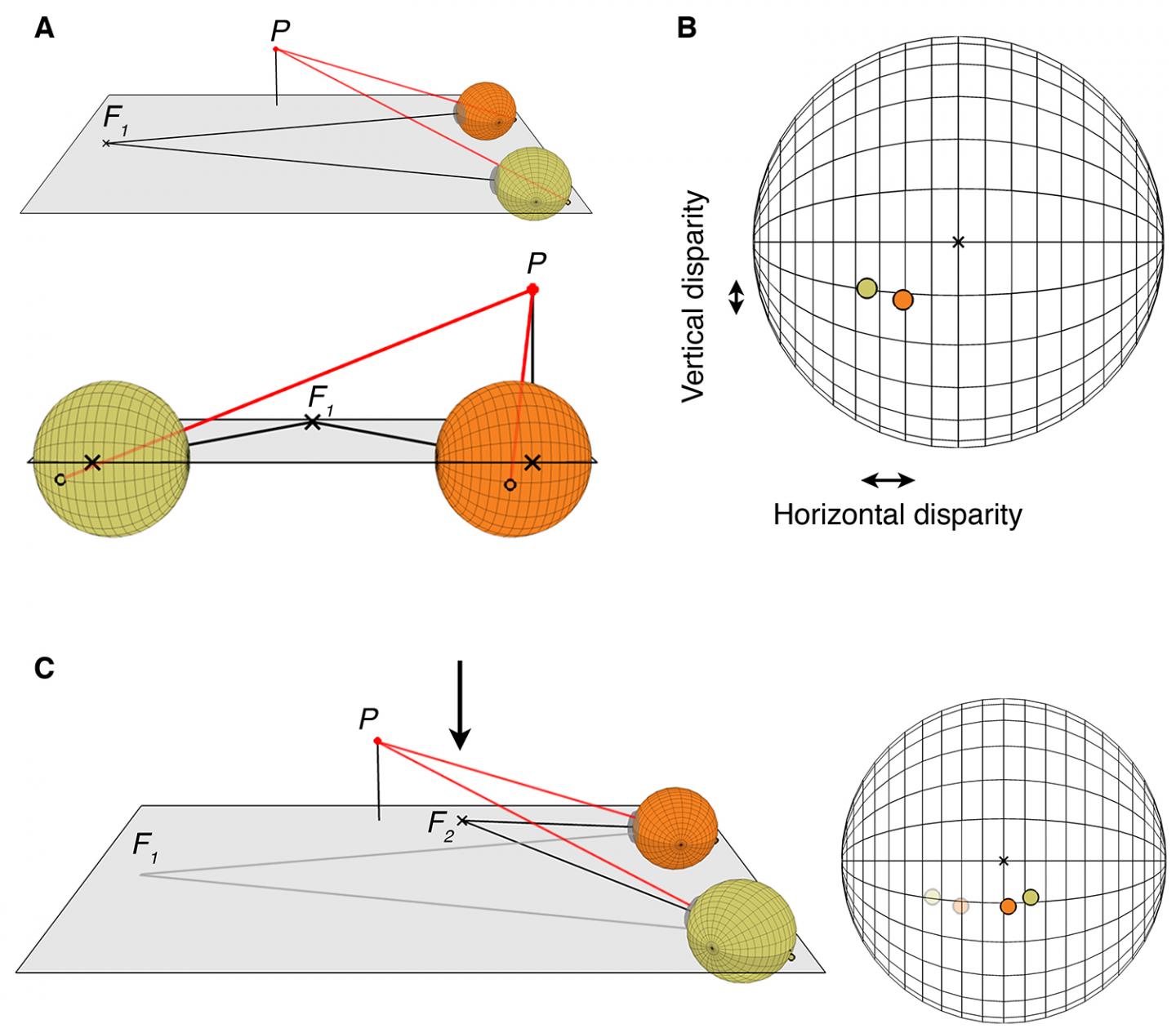 Human 3-D Vision Adapts to Natural Environmen | EurekAlert!