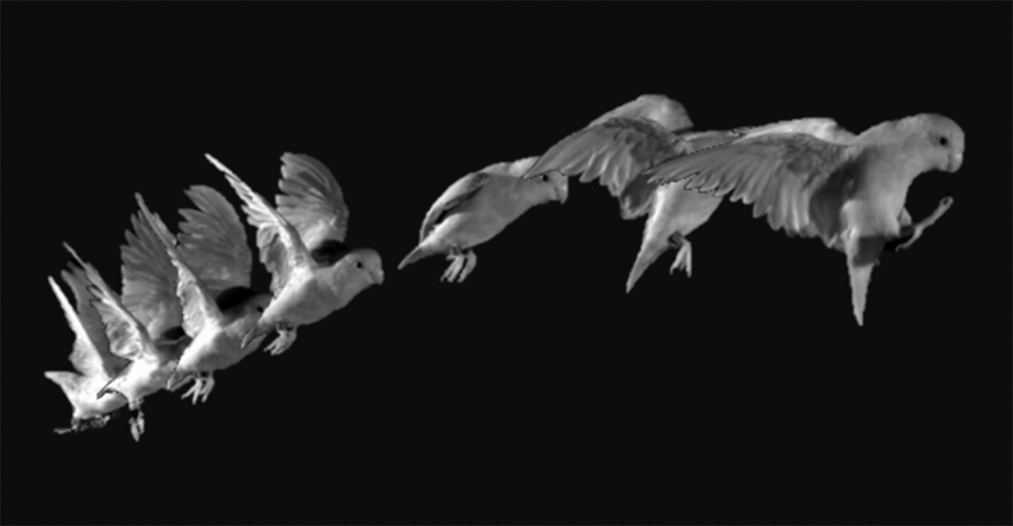 I Believe I Can...Hop: Foraging Parrotlets Op | EurekAlert!