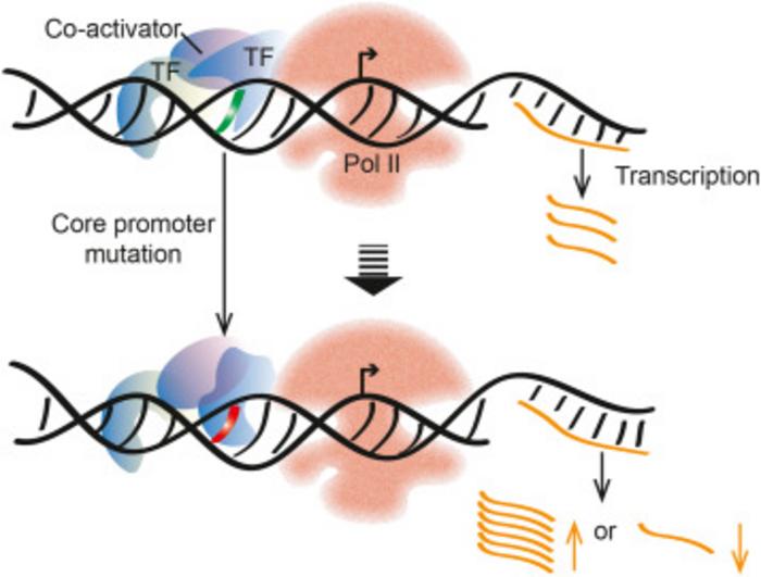 Model of core promoter variati [IMAGE] | EurekAlert! Science News Releases