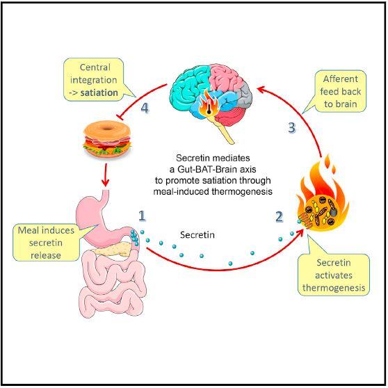 Gut hormone and brown fat interact to tell th | EurekAlert!