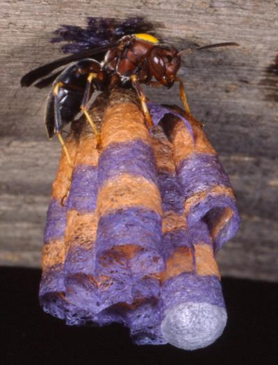 Evolution of Wasp Altruism (2 of 2) | EurekAlert!