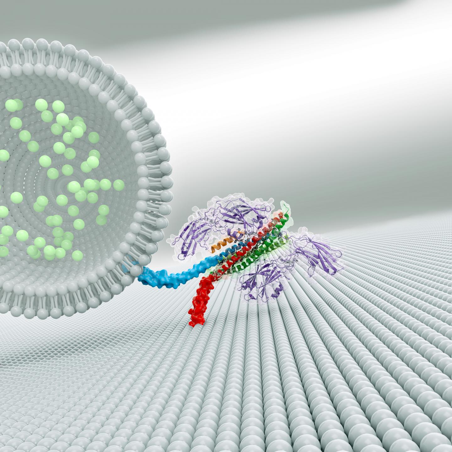 Three-Protein Complex [IMAGE] | EurekAlert! Science News Releases