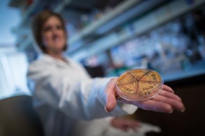 June Round, Ph.D, University o [IMAGE] | EurekAlert! Science News Releases