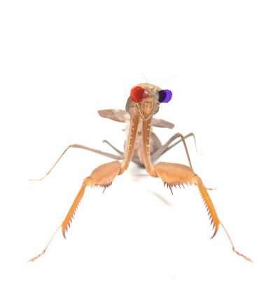 Second-Order Motion [IMAGE] | EurekAlert! Science News Releases