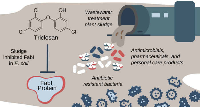 Chemicals such as triclosan en [IMAGE] | EurekAlert! Science News Releases