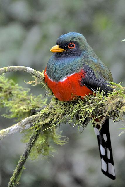 Modern Day Tragon #2 [IMAGE] | EurekAlert! Science News Releases