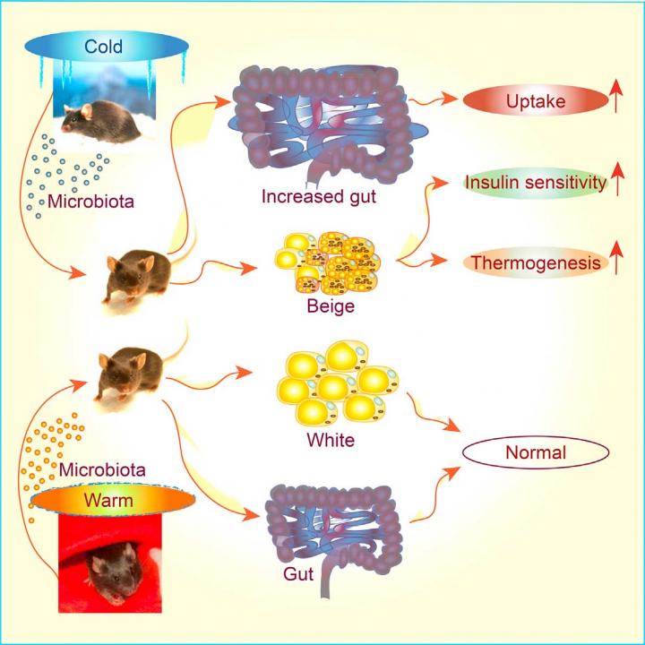 Cold Shifts the Composition of [IMAGE] | EurekAlert! Science News Releases