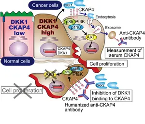 New anti-CKAP4 antibodies deliver hope for pa | EurekAlert!