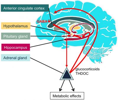 Pathology of Major Depressive [IMAGE] | EurekAlert! Science News Releases