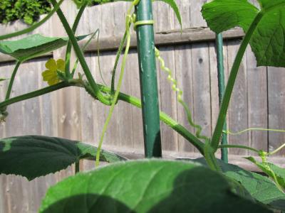 How Cucumber Tendrils Hoist Their Payload Sun | EurekAlert!