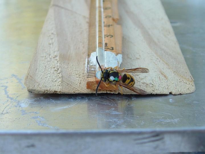 New research shows that wasps drum to alert o | EurekAlert!