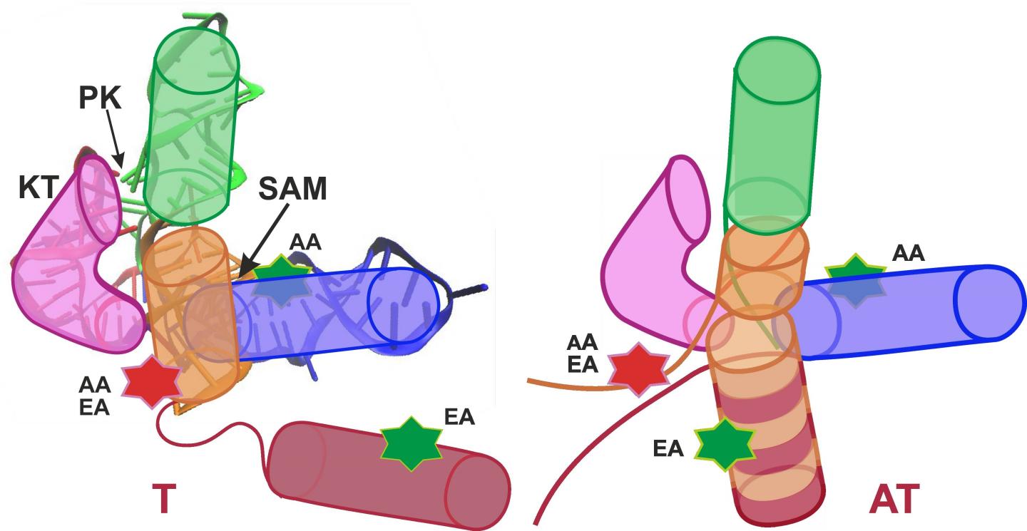 How switches work in bacteria | EurekAlert!
