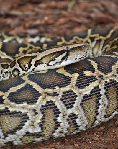 Pythons May Hold Clues to New Heart Therapies | EurekAlert!