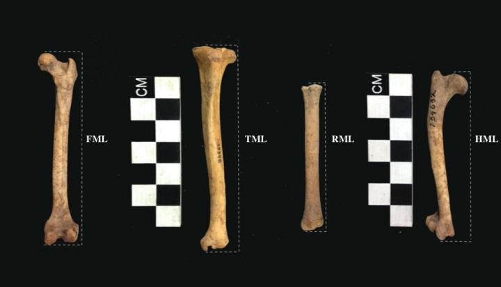 Bones of foxes used in analysi [IMAGE] | EurekAlert! Science News Releases