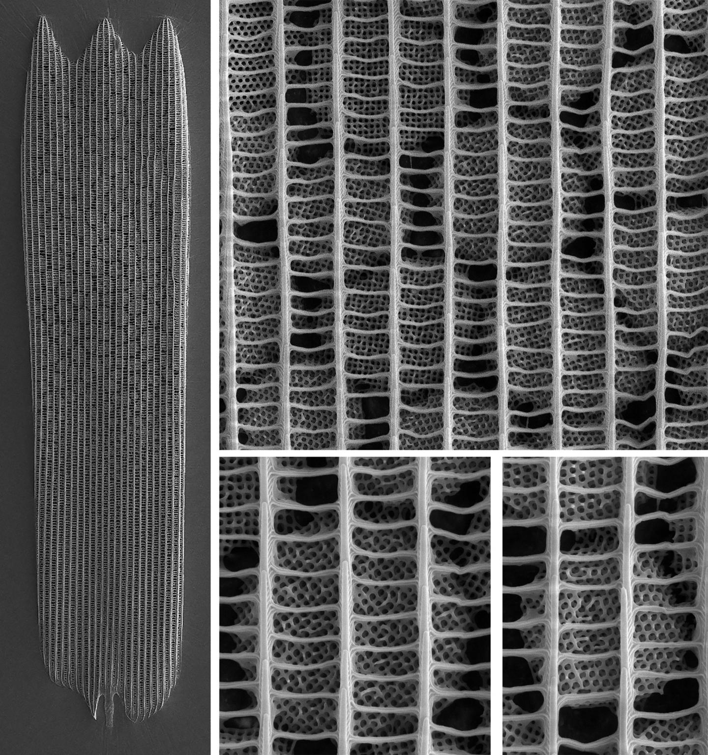 A Close-Up View Shows How Butterflies' Wings | EurekAlert!