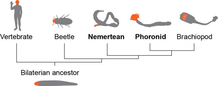 Bilaterian Evolution [IMAGE] | EurekAlert! Science News Releases