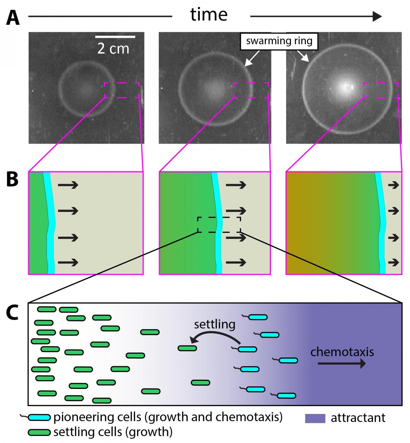 Expanding Population of Chemot [IMAGE] | EurekAlert! Science News Releases