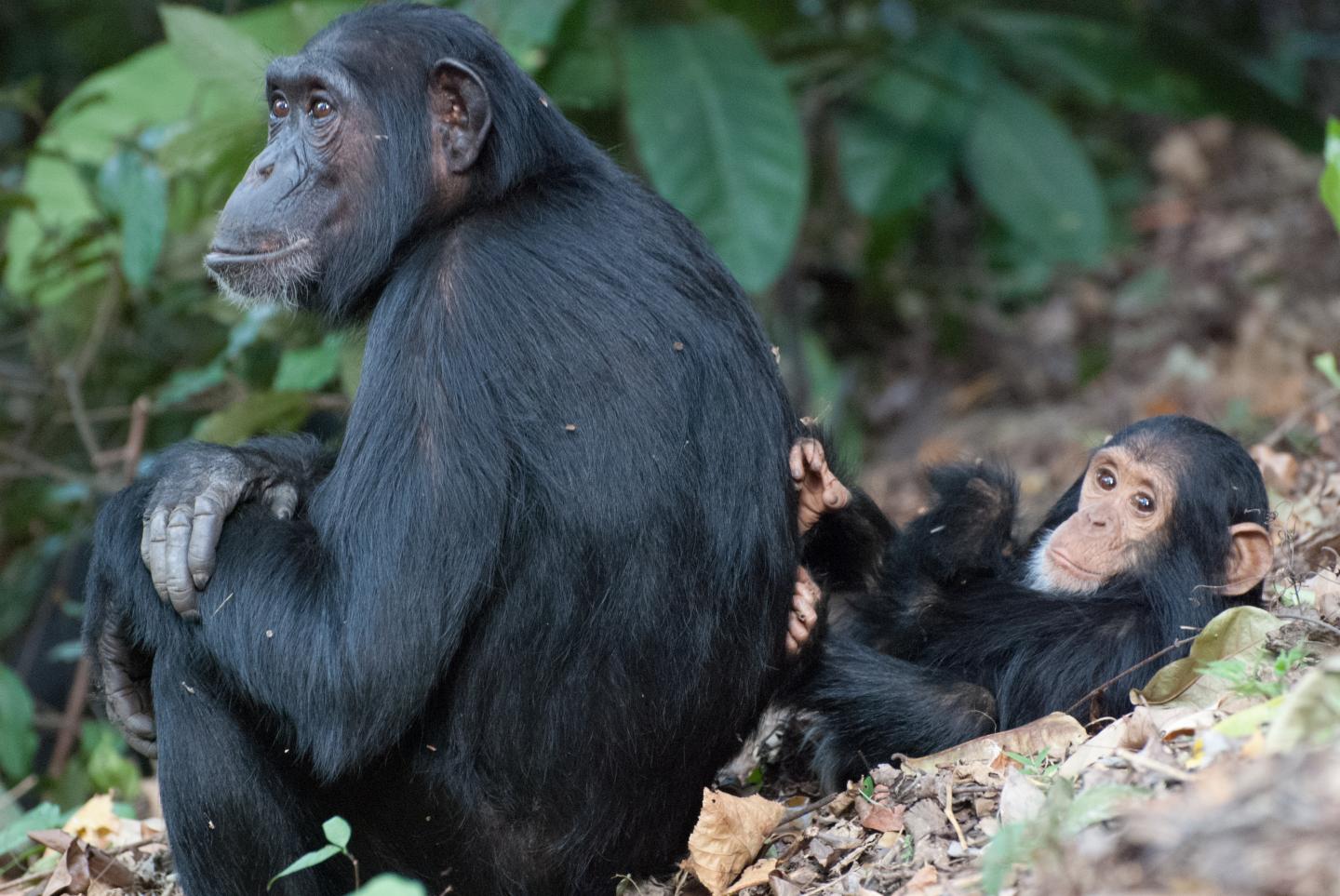 Mother Chimpanzee and Son [IMAGE] | EurekAlert! Science News Releases