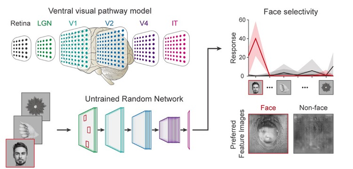 Face detection in untrained deep neural netwo | EurekAlert!
