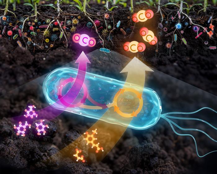 Soil bacteria respire more CO2 after sugar-fr | EurekAlert!