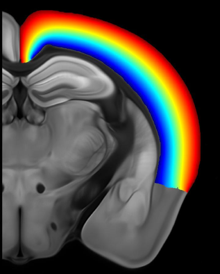 Mouse Brain Cortex [image] Eurekalert Science News Releases