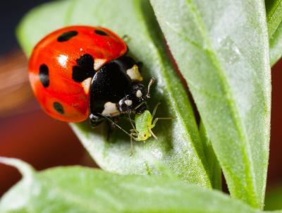 Ladybird Eating Aphid (2 of 2) [IMAGE] | EurekAlert! Science News Releases