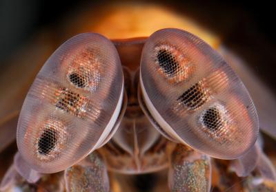 Nothing Sees Color Like the Ma [IMAGE] | EurekAlert! Science News Releases