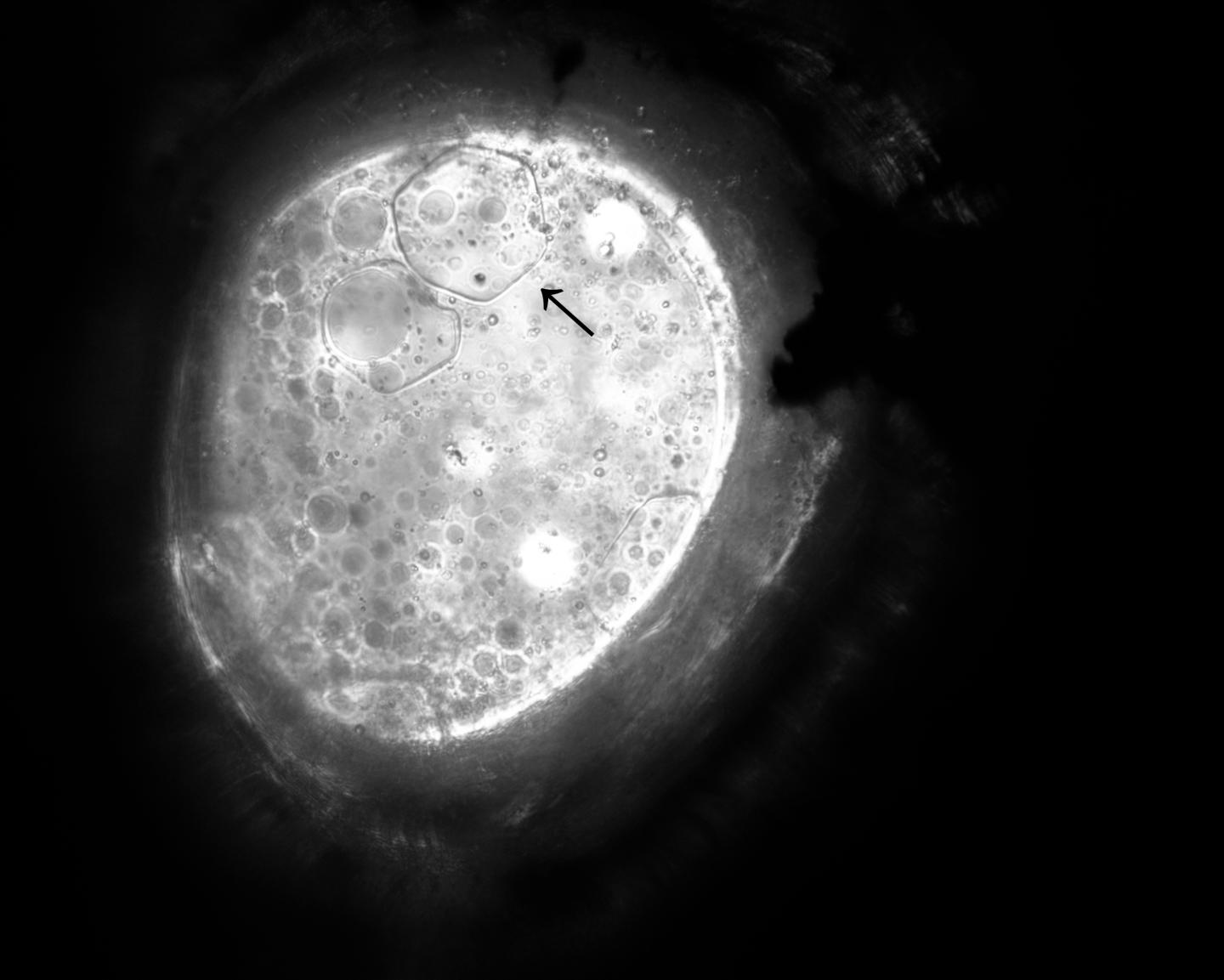 Ice with arrow [IMAGE] | EurekAlert! Science News Releases