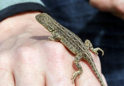 Earless Dragon [IMAGE] | EurekAlert! Science News Releases