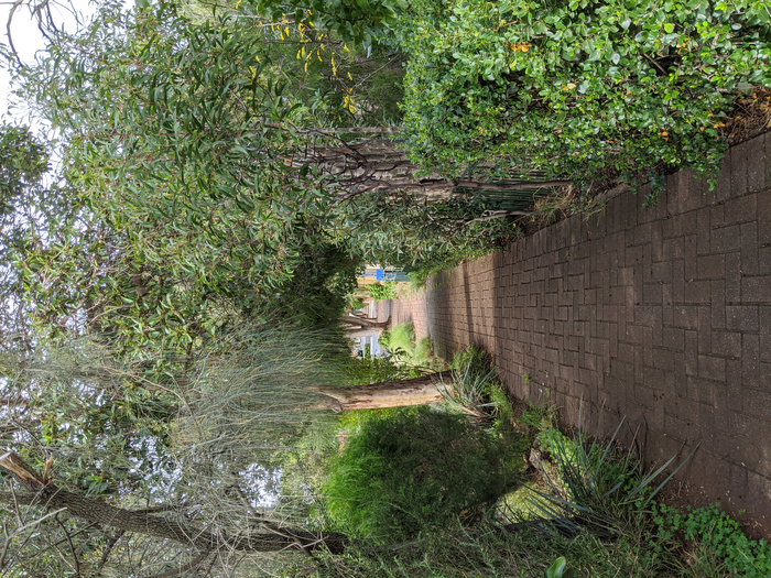 More trees please! [IMAGE] | EurekAlert! Science News Releases