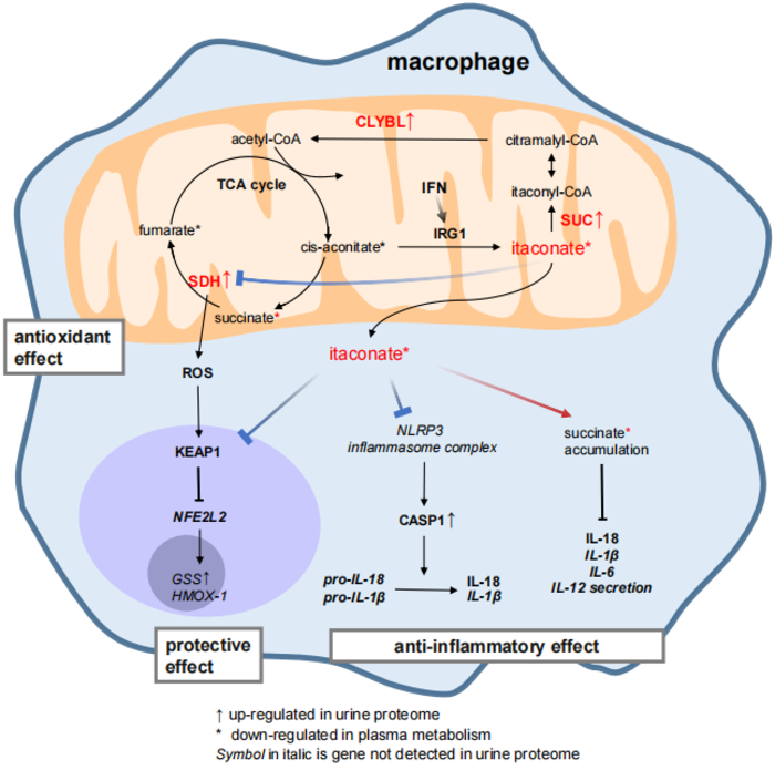 Itaconate may be downregulated [IMAGE] | EurekAlert! Science News Releases