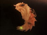 Work shines light on Hox genes responsible fo | EurekAlert!