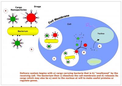 Bacteria Laden with 'Smart Nan [IMAGE] | EurekAlert! Science News Releases
