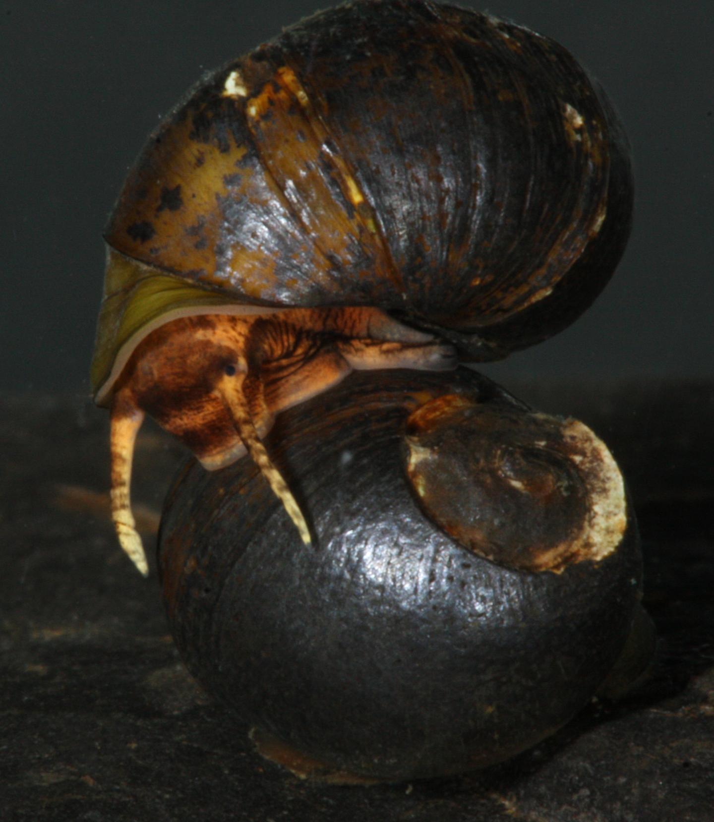Threatened Alabama snail renamed after a case | EurekAlert!