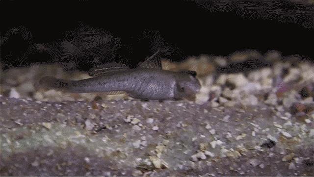 Evolution of the Tail: From Water to Land (17 | EurekAlert!