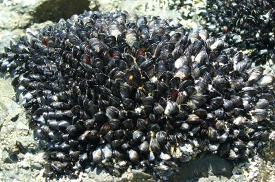 Mussel Power [IMAGE] | EurekAlert! Science News Releases