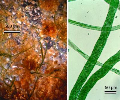 Bacterial 'ropes' tie down shifting Southwest | EurekAlert!