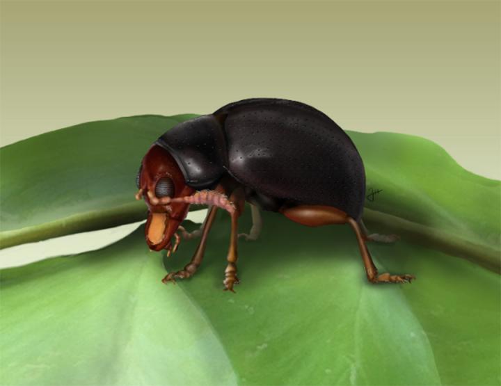 Flea Beetle Sitting on a Fern [IMAGE] | EurekAlert! Science News Releases