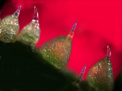 Microscopic Image of Trichomes [IMAGE] | EurekAlert! Science News Releases