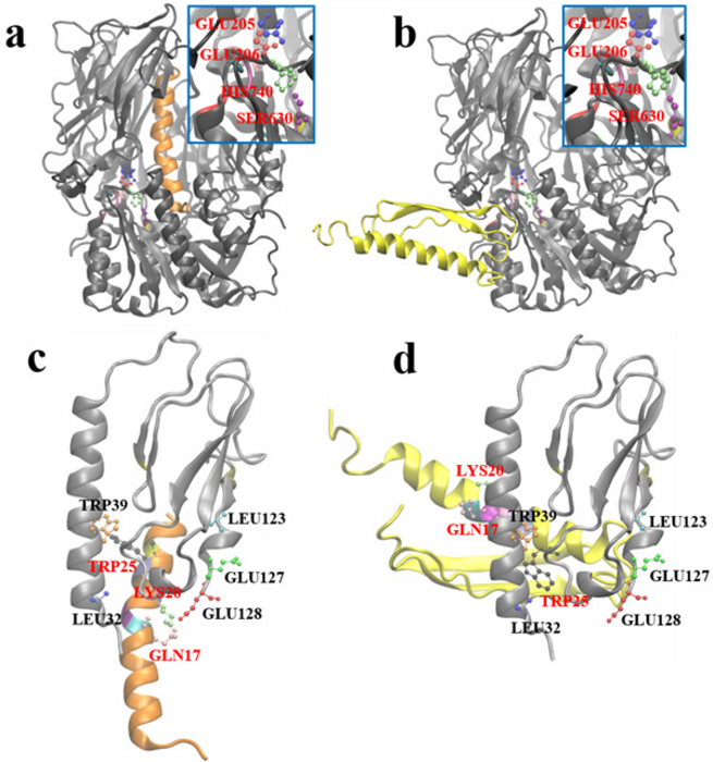 Novel Glucagon like peptide-1 (GLP-1) drugs d | EurekAlert!