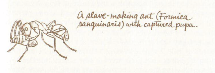 Darwin's ant conundrum [IMAGE] | EurekAlert! Science News Releases