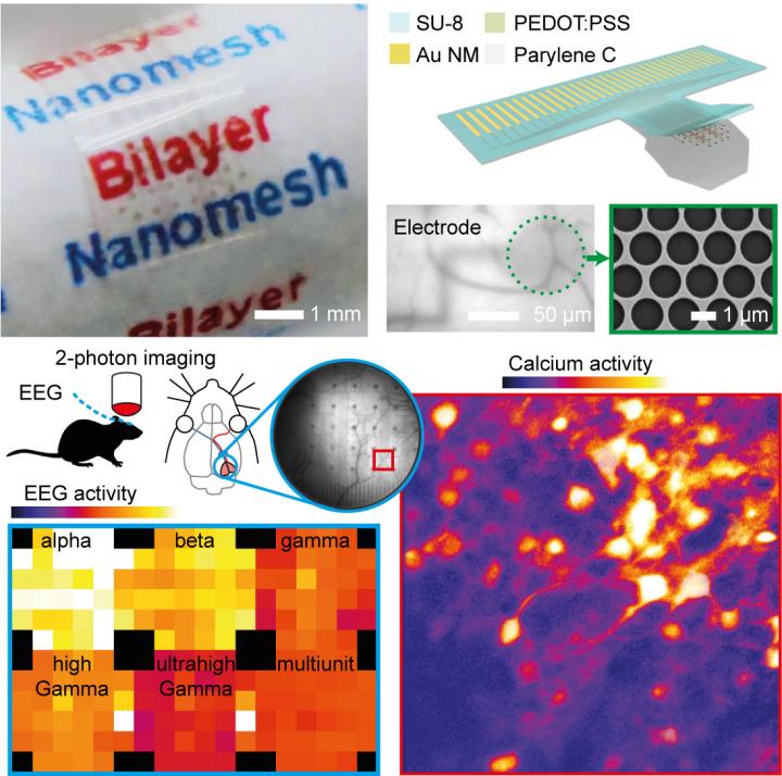 'See through,' high-resolution EEG recording | EurekAlert!