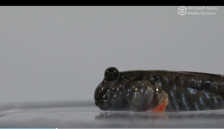 A blinking fish reveals clues as to how our a | EurekAlert!