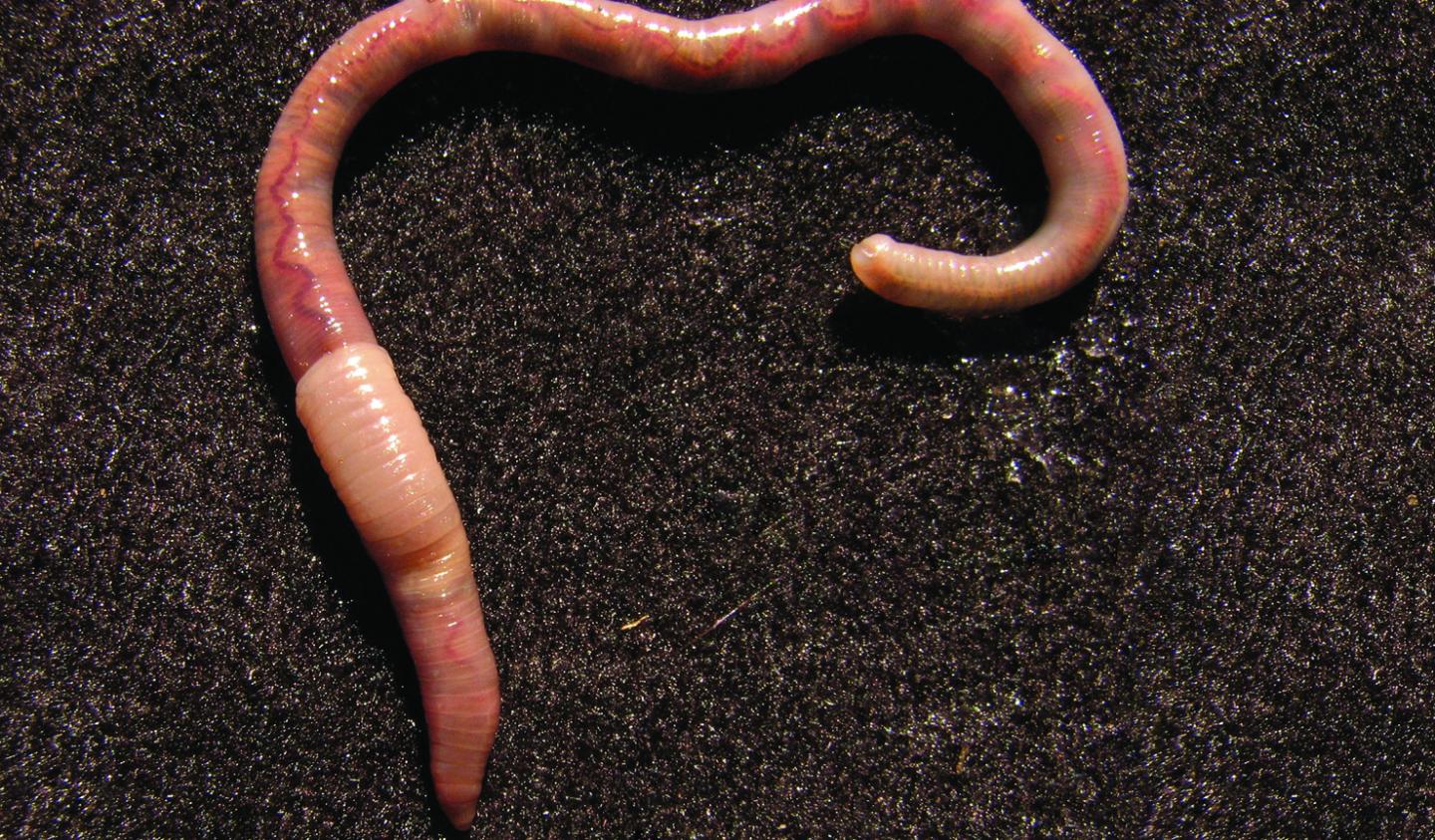 Live Kazimierzus Worm ( [IMAGE] | EurekAlert! Science News Releases